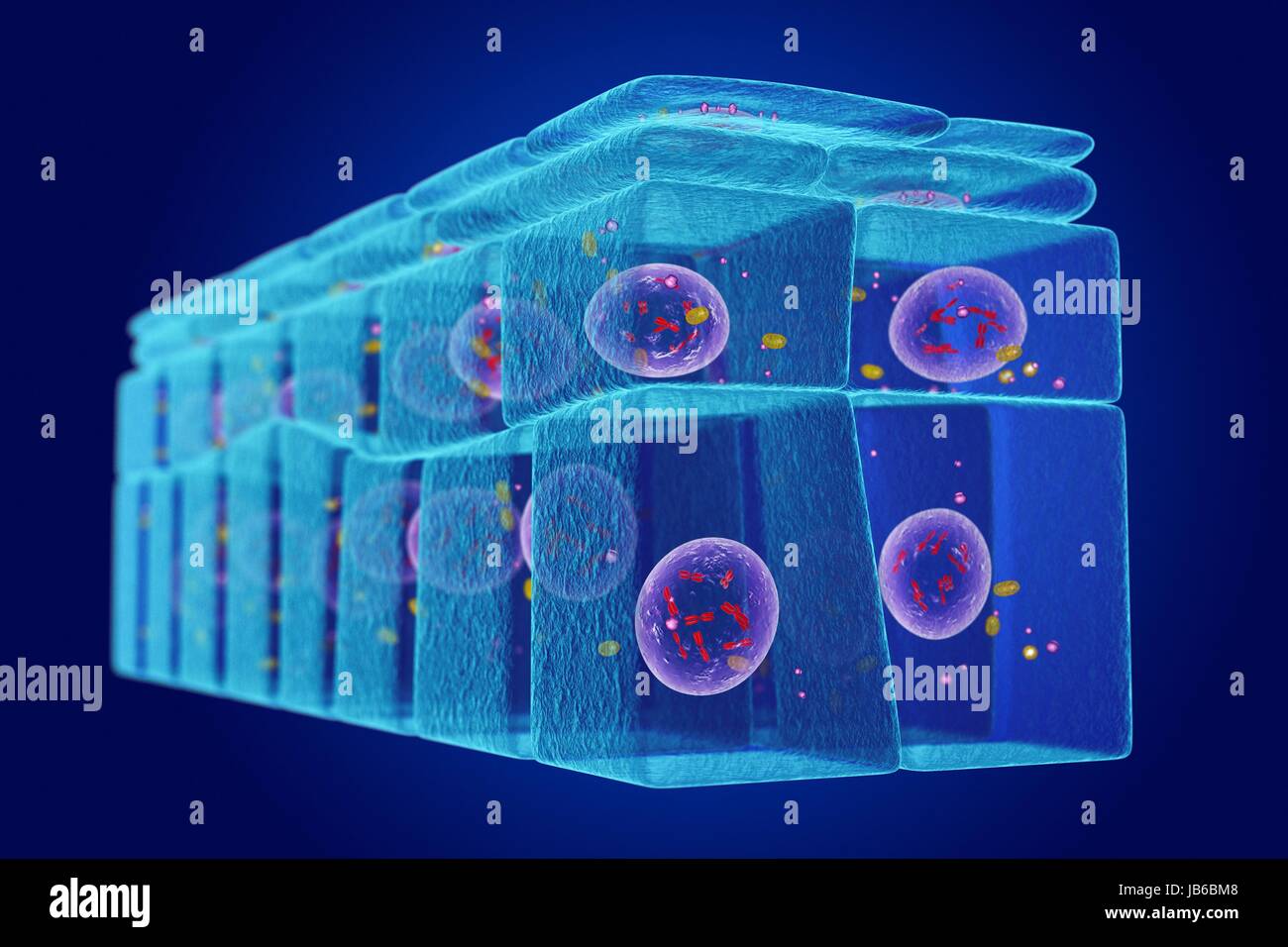 Squamous epithelium Banque de photographies et d’images à haute ...