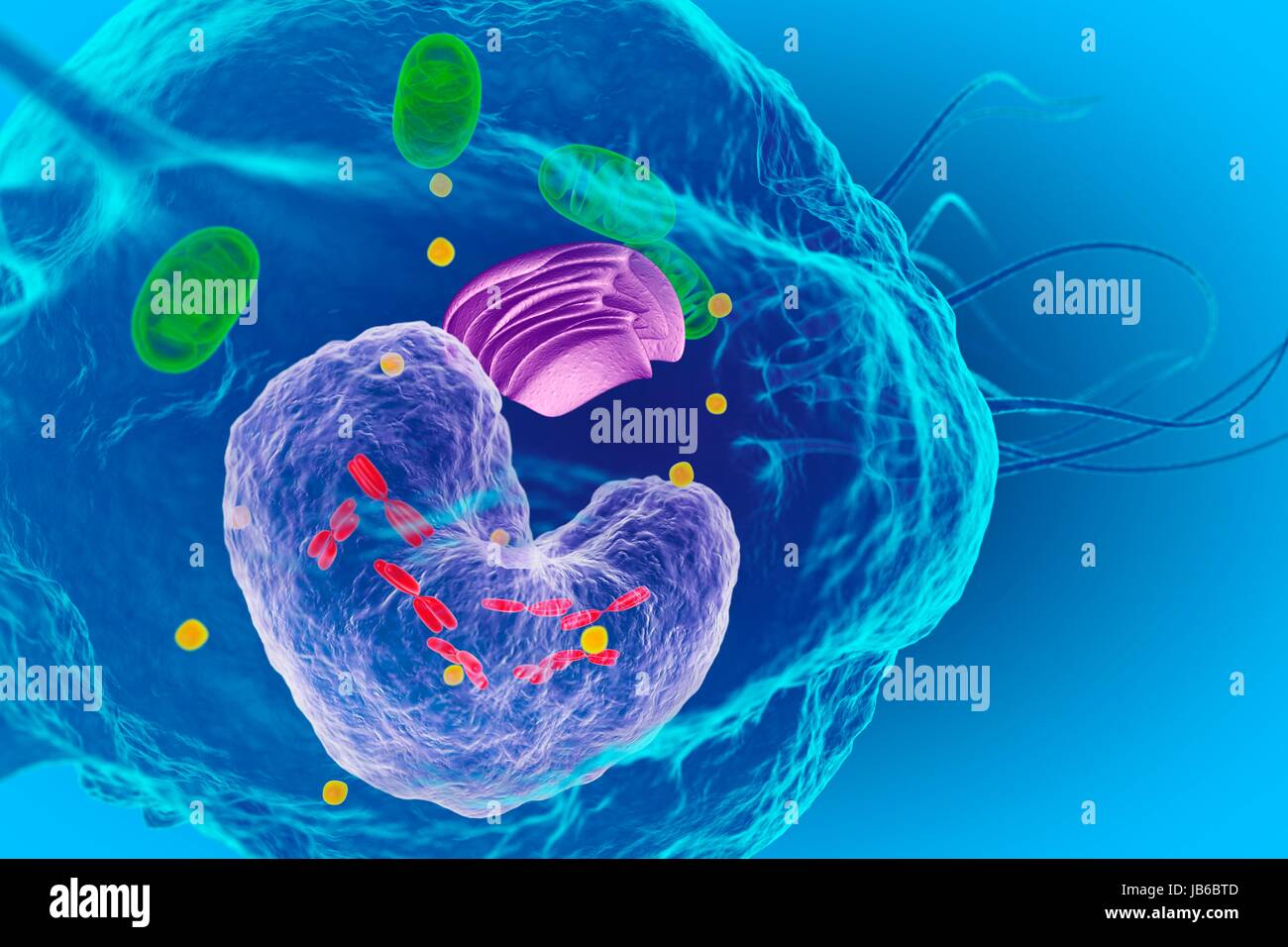 Cellule sanguine et macrophage Banque de photographies et d’images à ...