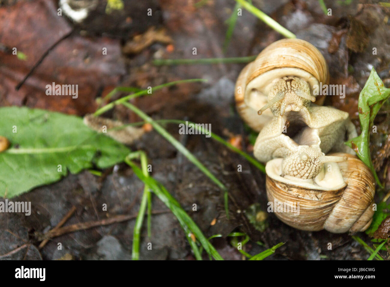 Reproduction de mollusque Banque de photographies et d’images à haute ...