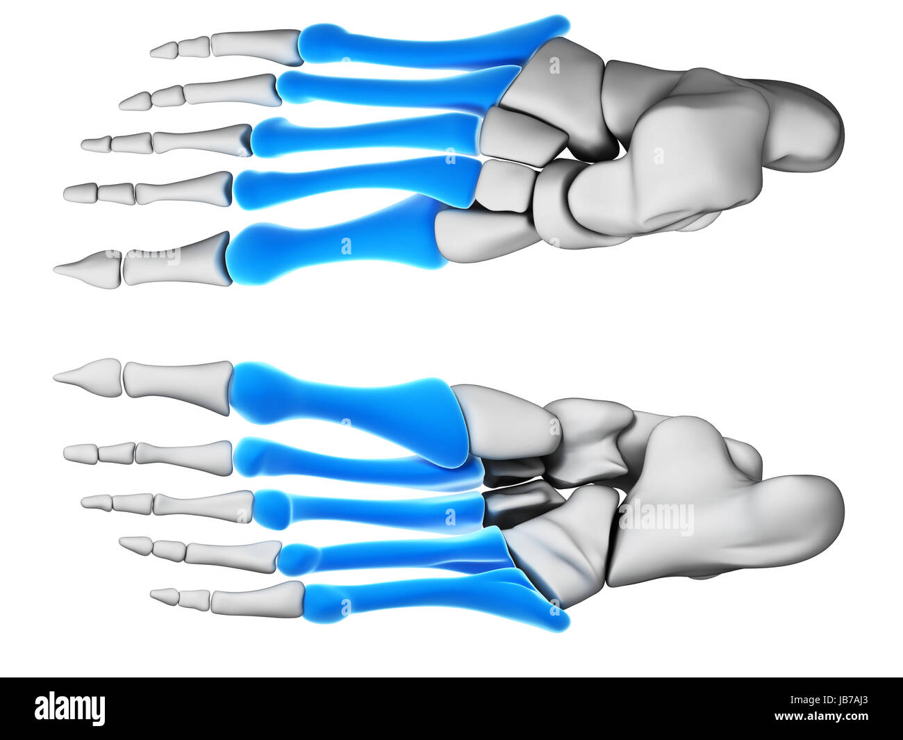 Metatarsal bones Banque de photographies et d’images à haute résolution ...