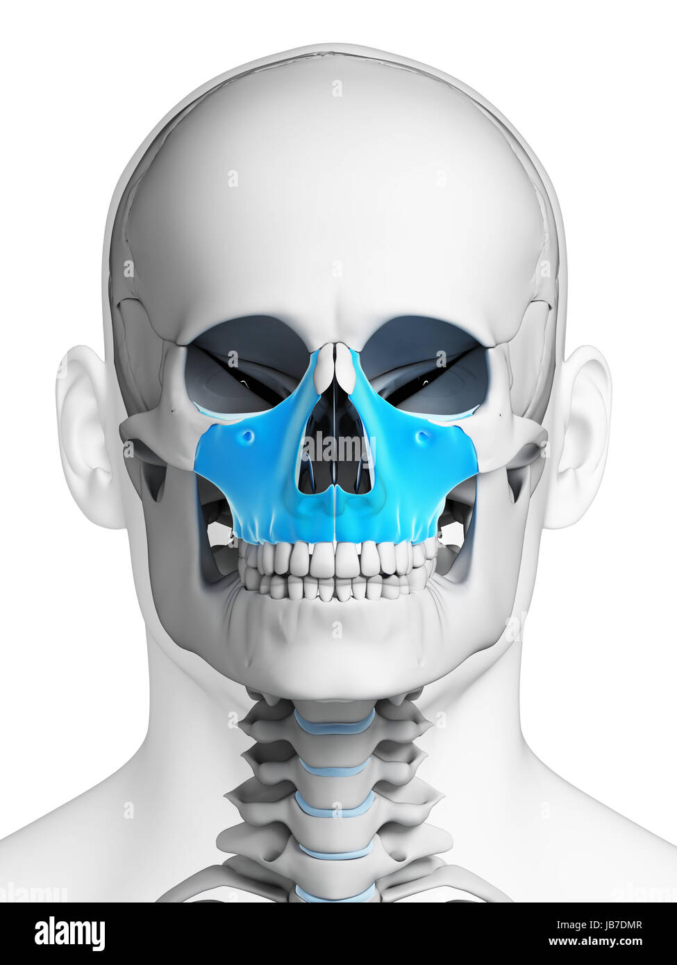 Rendu 3d illustration - l'os maxillaire Photo Stock - Alamy