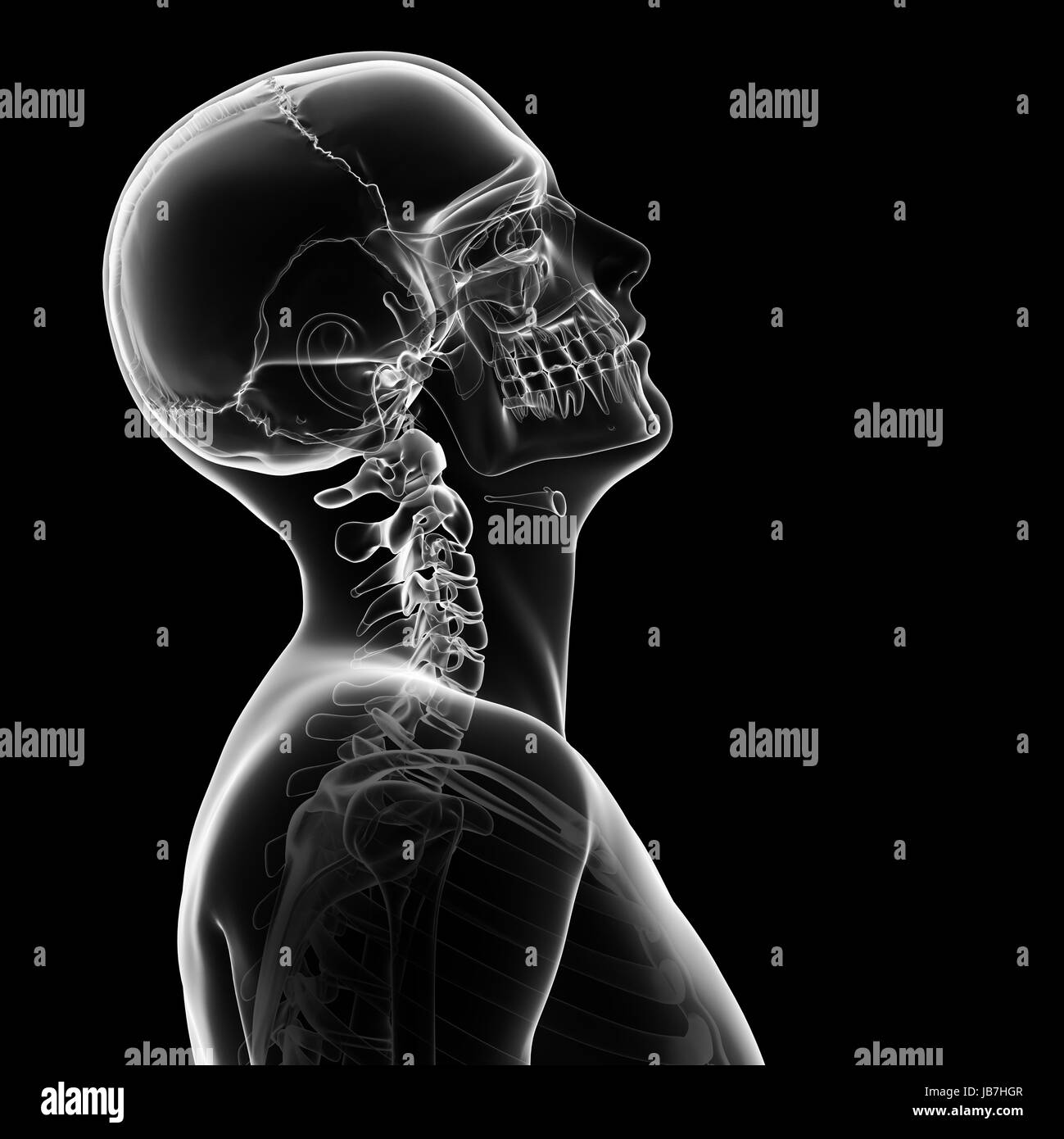 Anatomie 3d nuque crane Banque d'images noir et blanc - Alamy