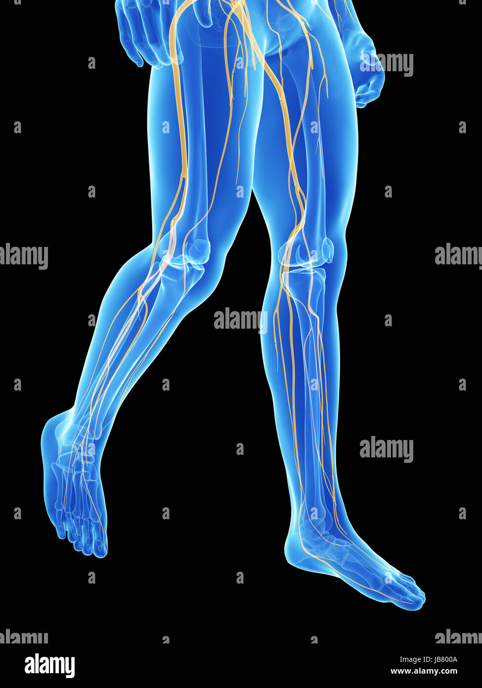 Nerfs des jambes Banque de photographies et d’images à haute résolution ...