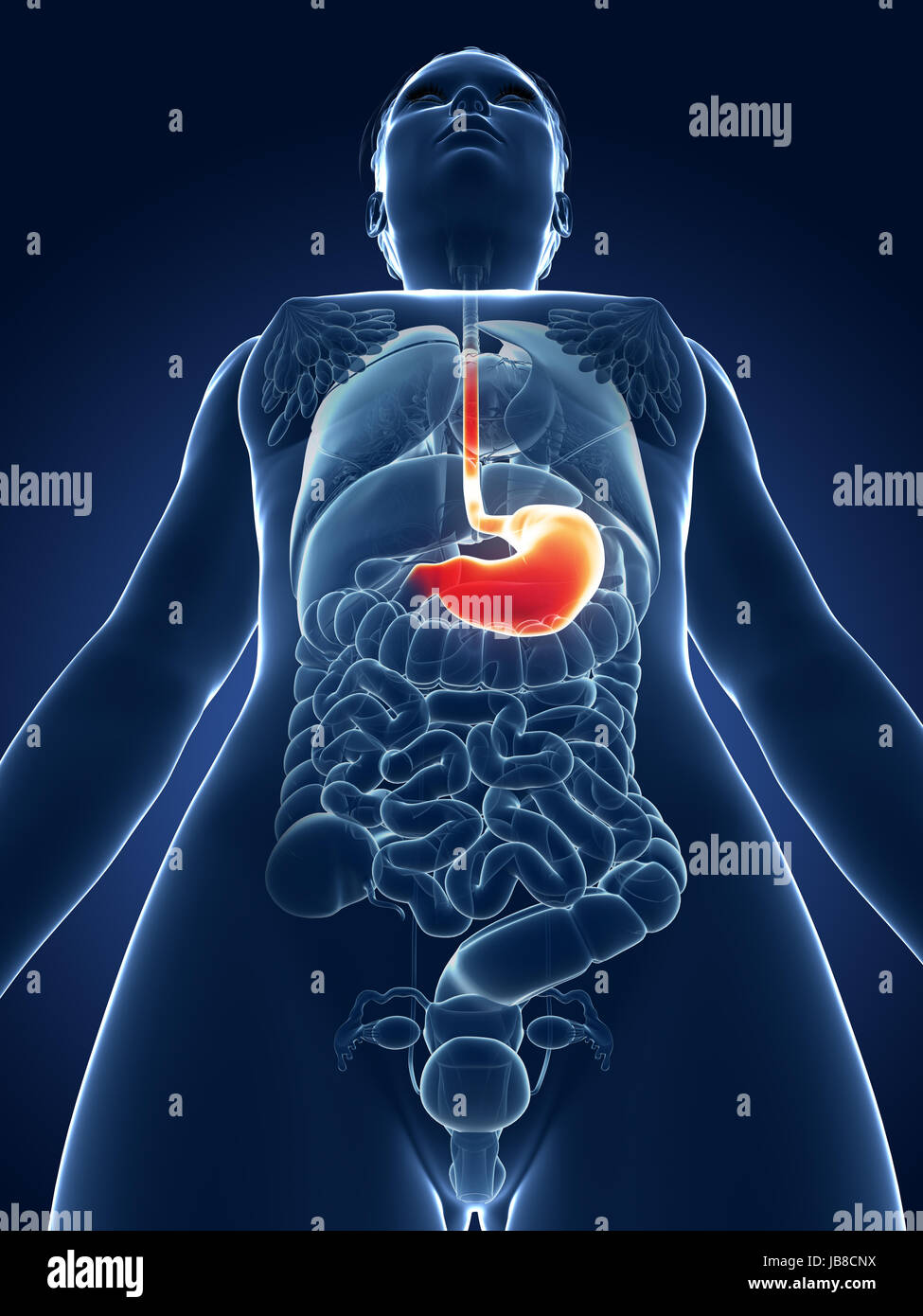 Rendu 3d'estomac - illustration médicale Photo Stock - Alamy