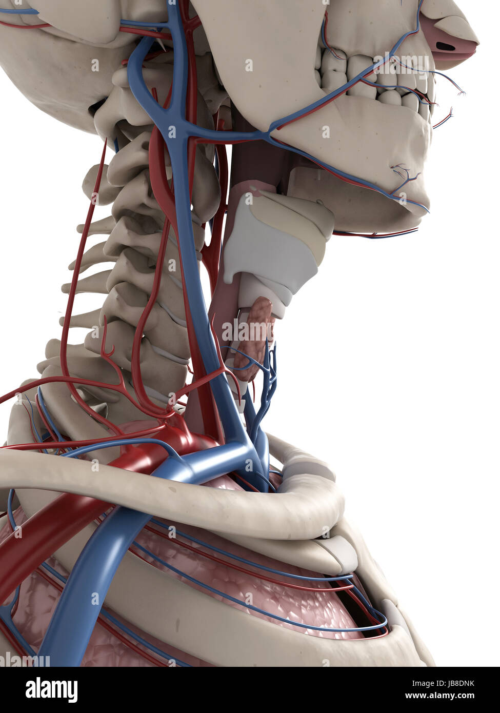 Anatomie 3d nuque crane Banque de photographies et d’images à haute ...