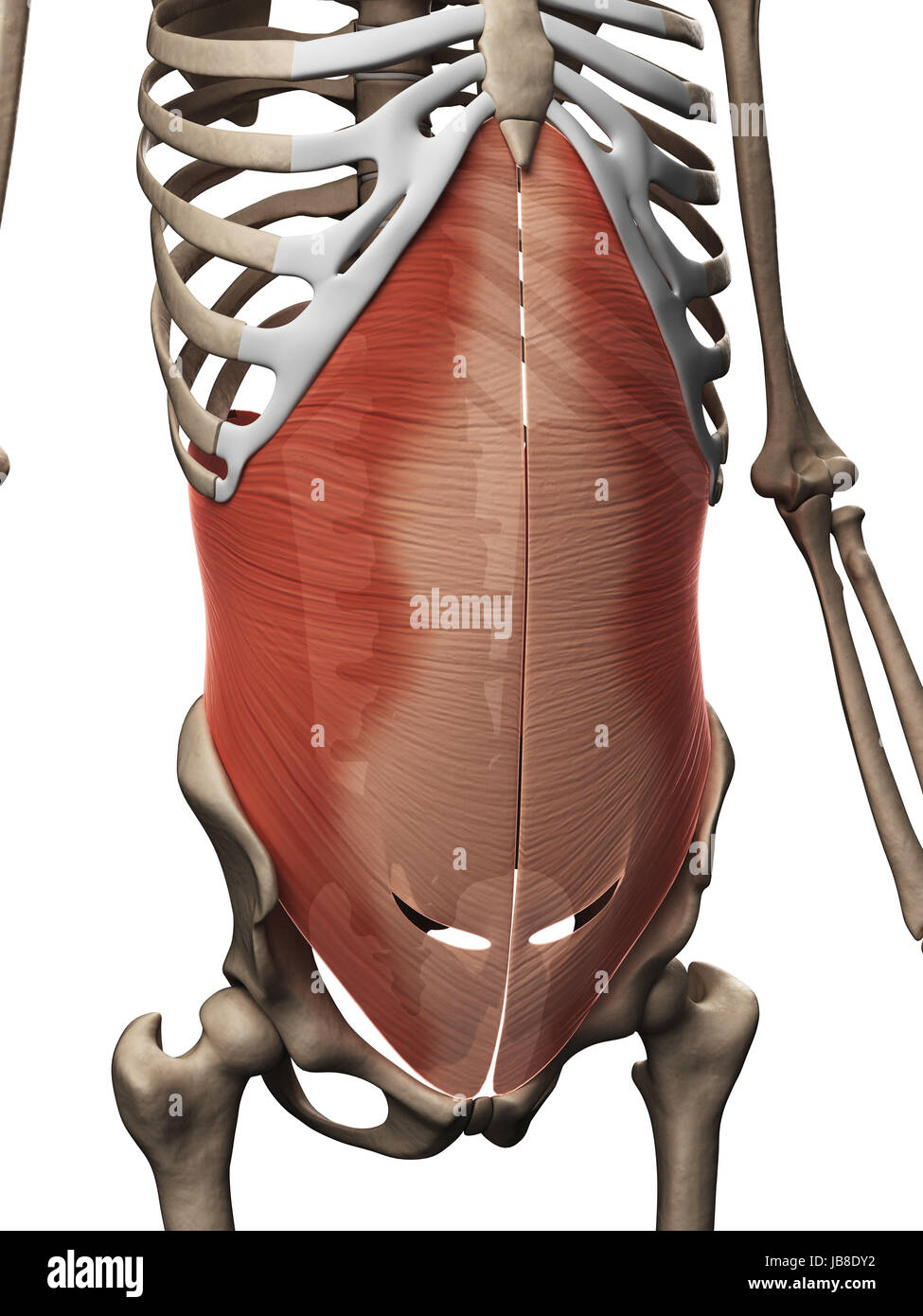Rendu 3d illustration du muscle transverse de l' Photo Stock - Alamy