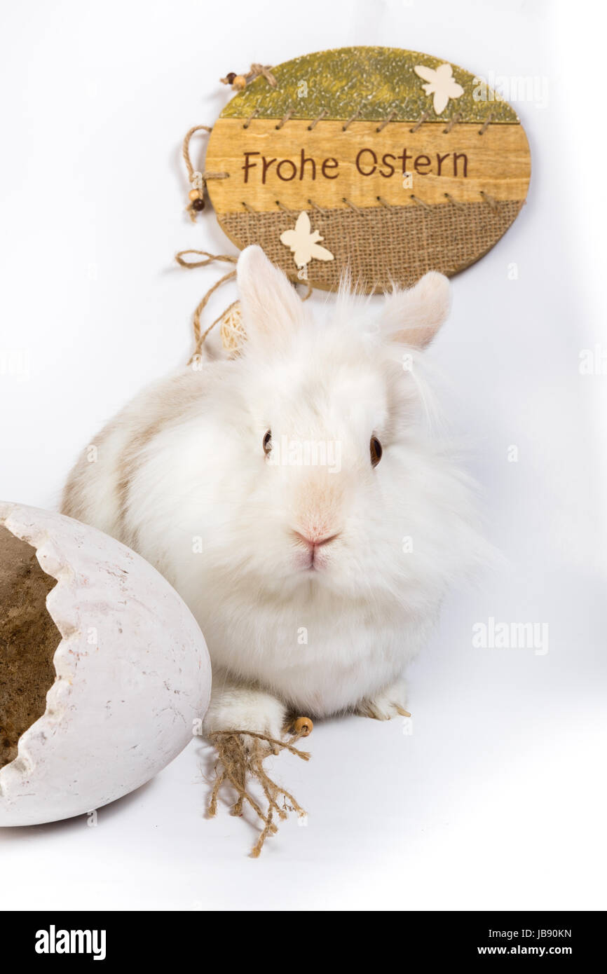 Typographie lapin Banque de photographies et d’images à haute ...