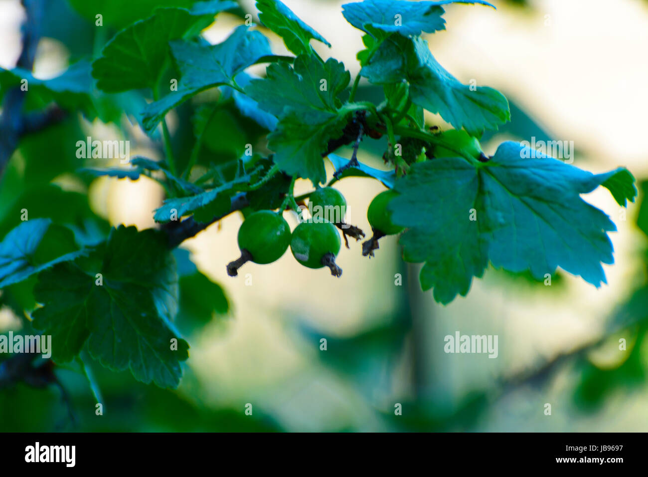 Groseille verte Banque de photographies et d’images à haute résolution ...