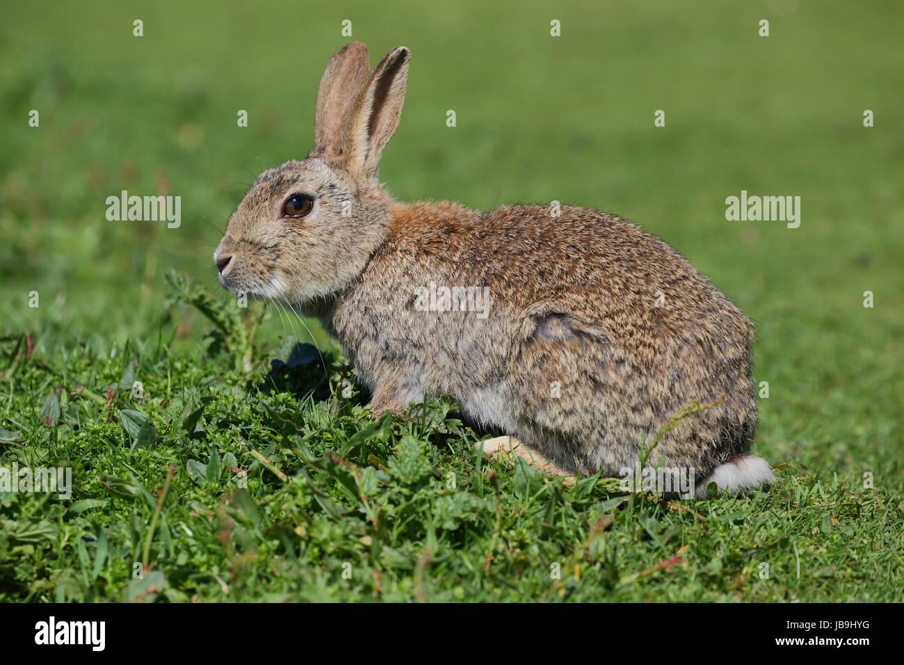 Terriers de lapin Banque de photographies et d’images à haute ...