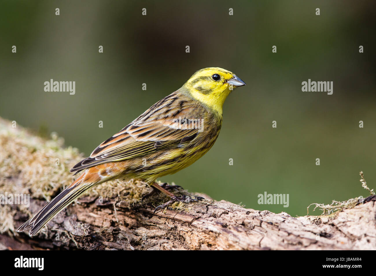 Goldammer strnad obecny emberiza citrinella Banque de photographies et ...