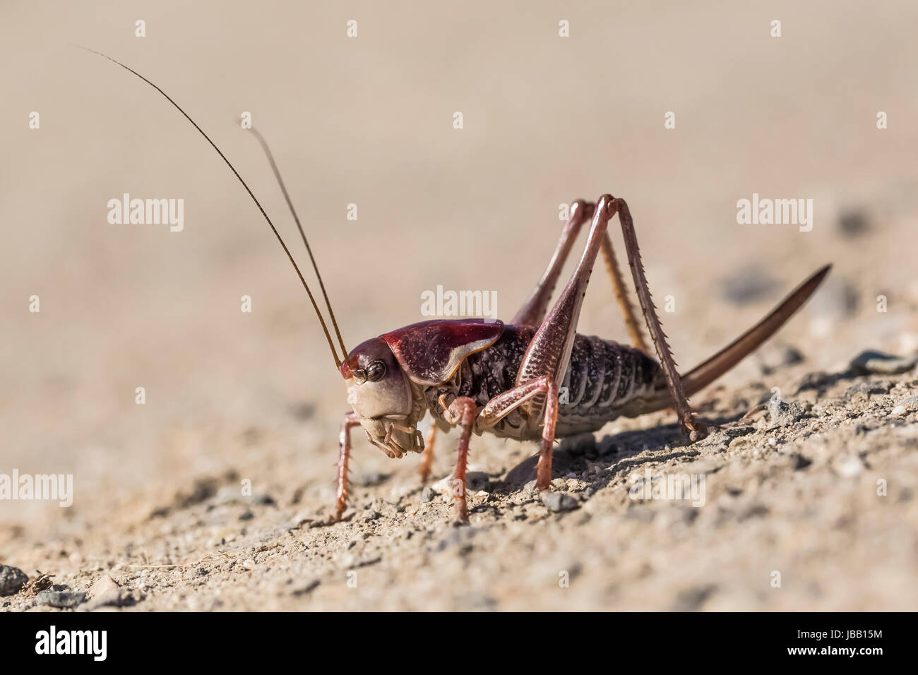 Coulee Cricket, Anabrus longipes, dans l'écosystème de la steppe ...