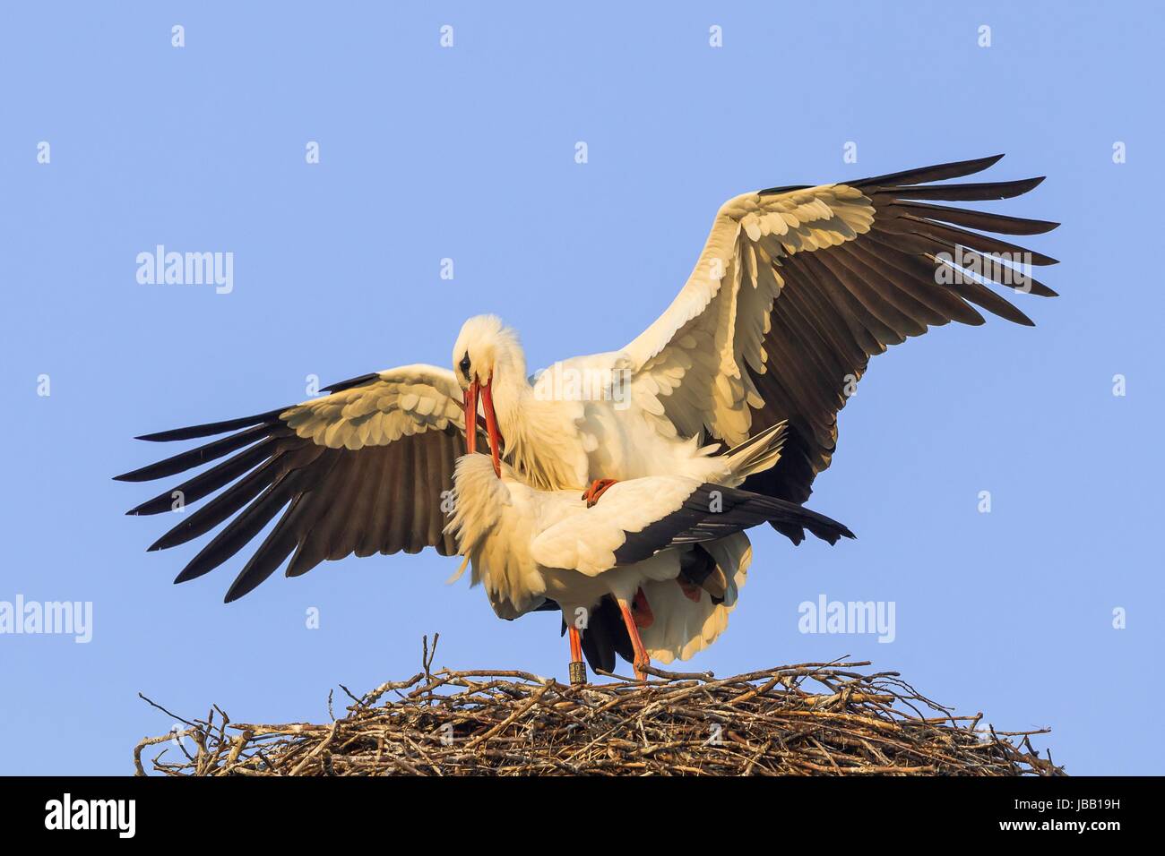 Bruit blanc Banque de photographies et d’images à haute résolution - Alamy