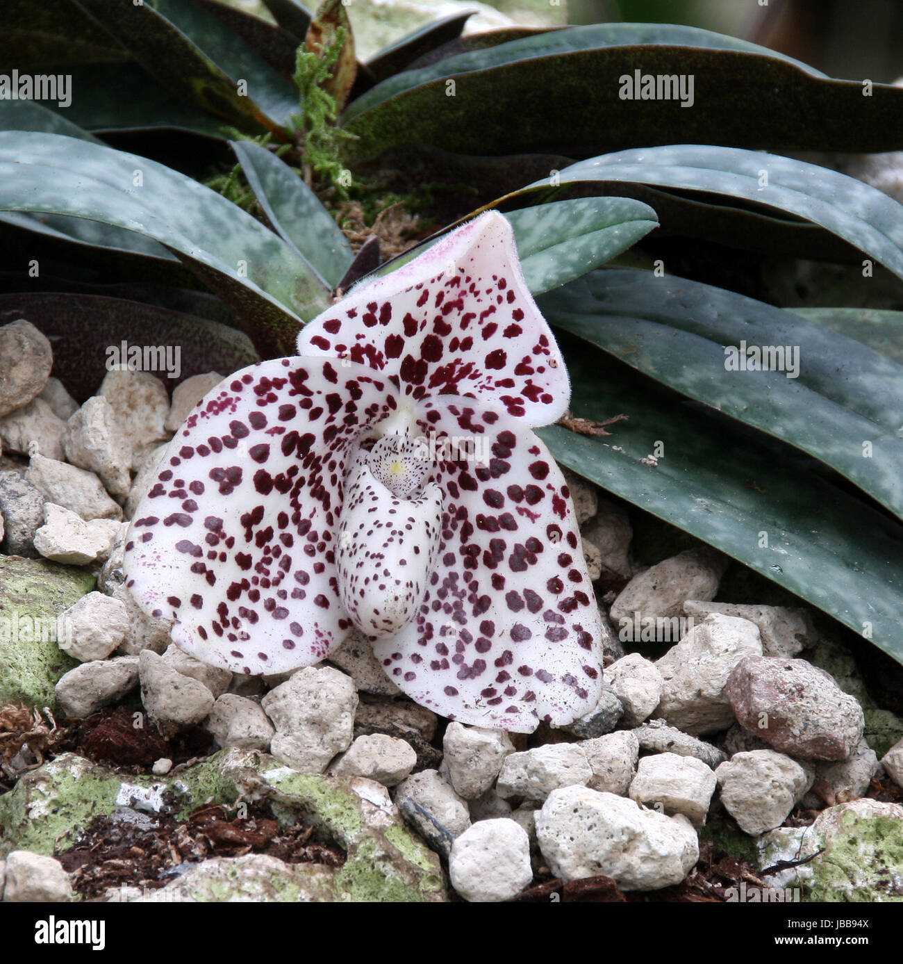 Paphiopedilum bellatulum Banque de photographies et d’images à haute ...