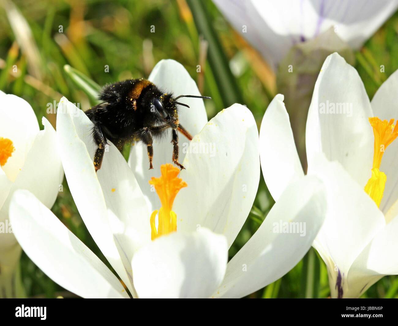 Acariens sur bourdon Banque de photographies et d’images à haute ...