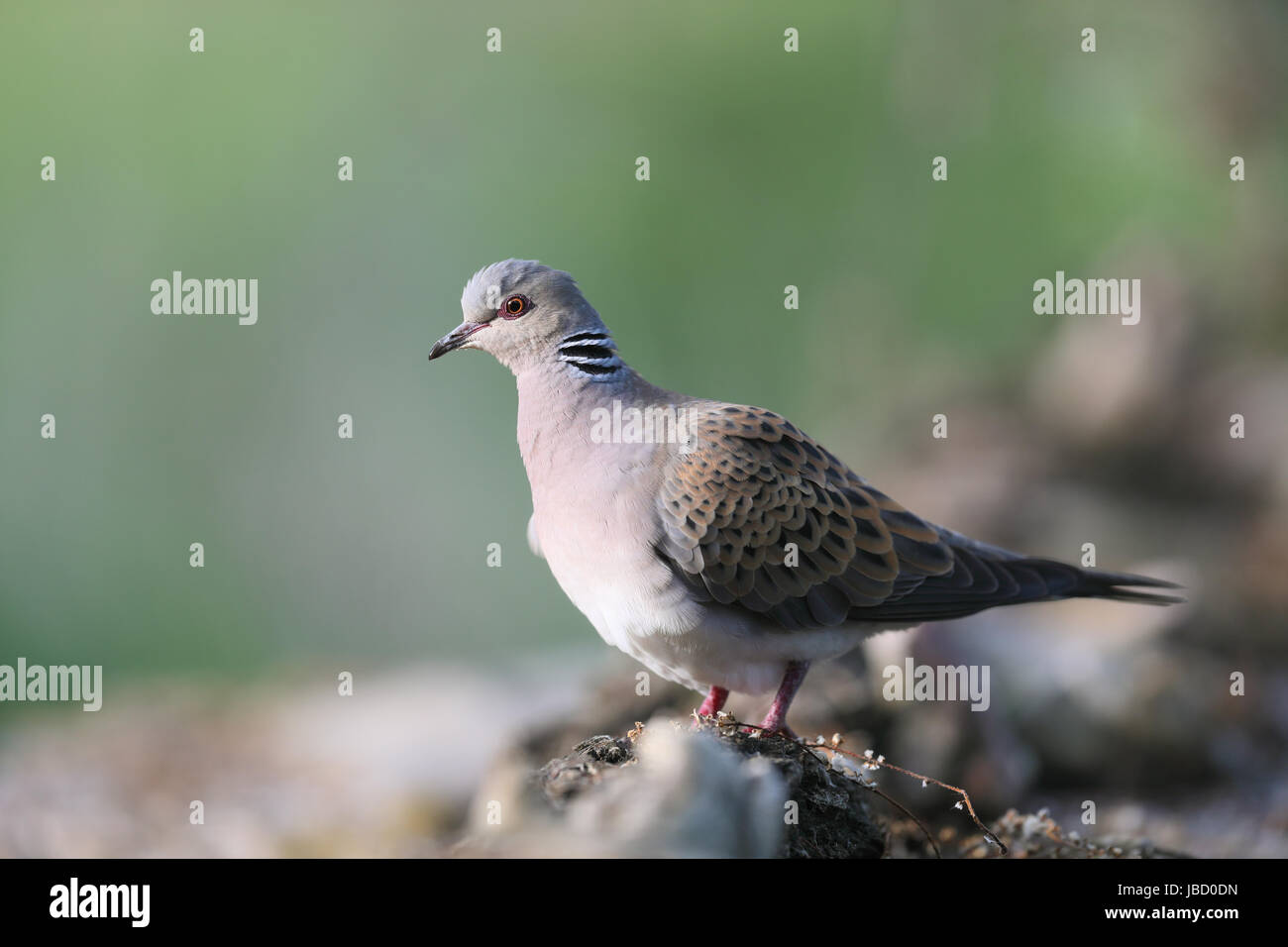 Colombe rouge Banque de photographies et d’images à haute résolution ...