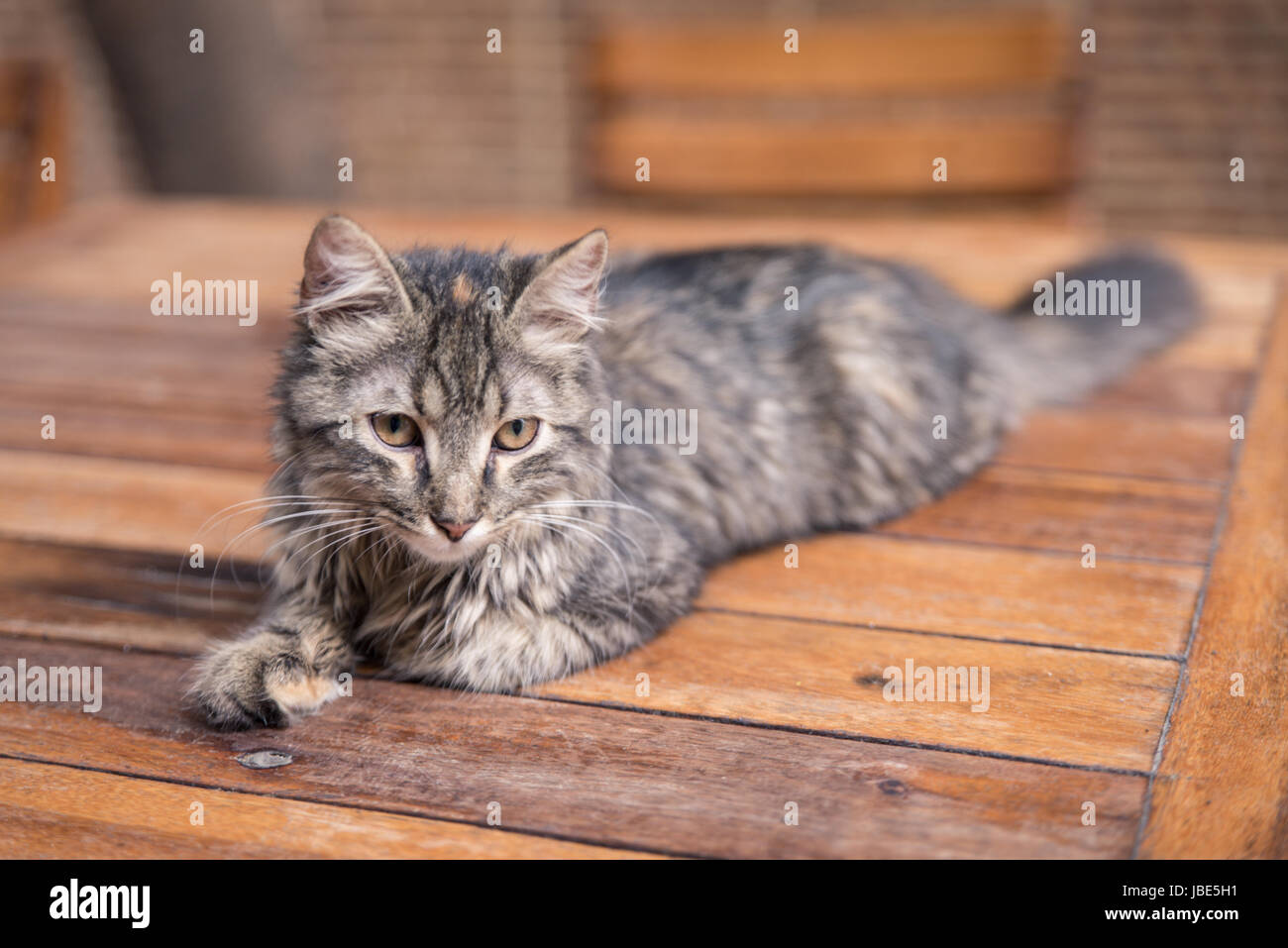 Petit chat mignon Banque de photographies et d’images à haute ...