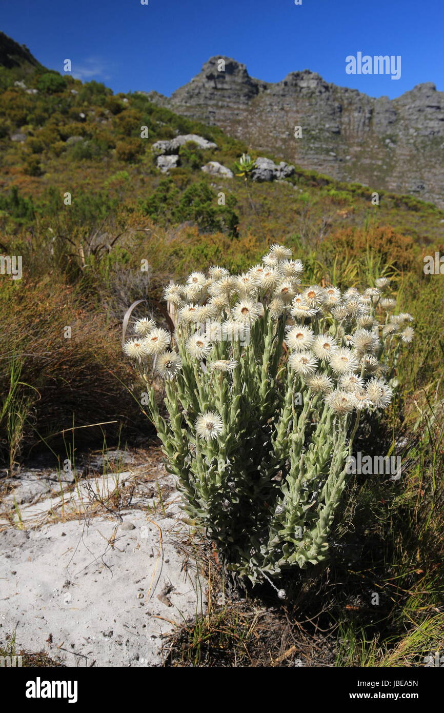 Syncarpha vestita Banque de photographies et d’images à haute ...
