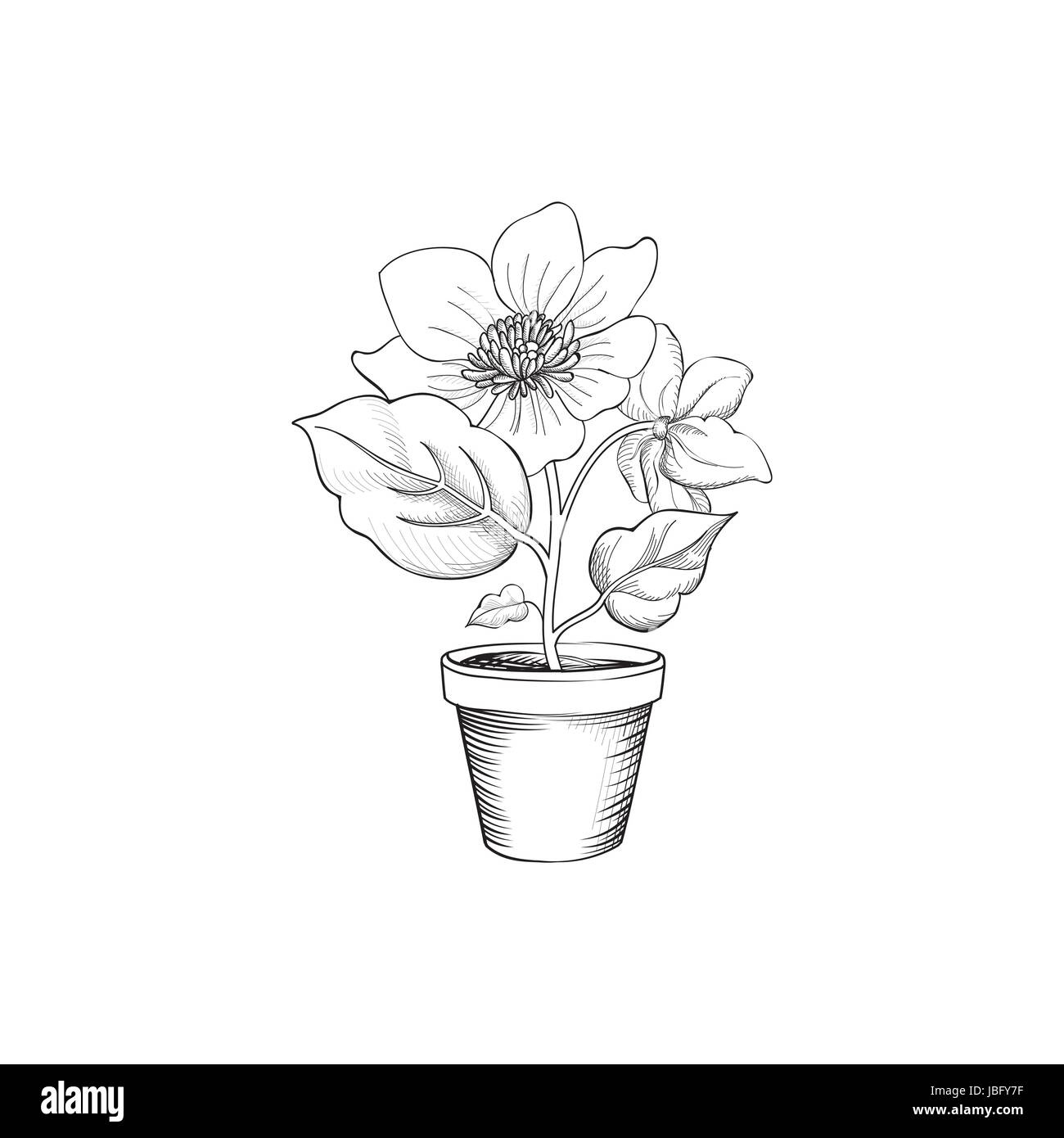 Pot de fleurs dessin Banque d'images vectorielles - Alamy