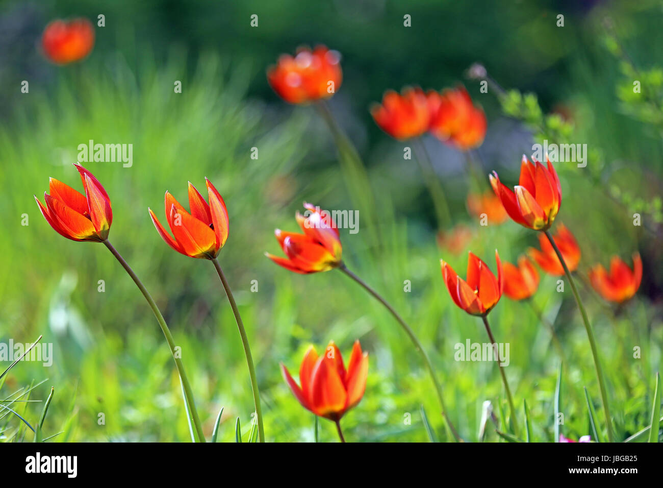 Tulipe orphanidea Banque de photographies et d’images à haute ...