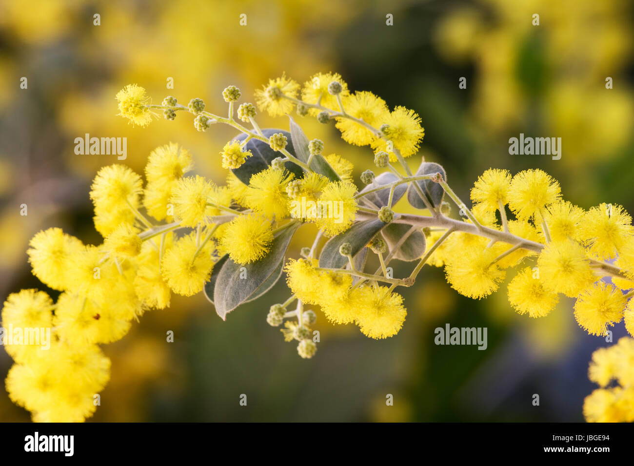 Fleurs d'acacia Banque de photographies et d’images à haute résolution ...