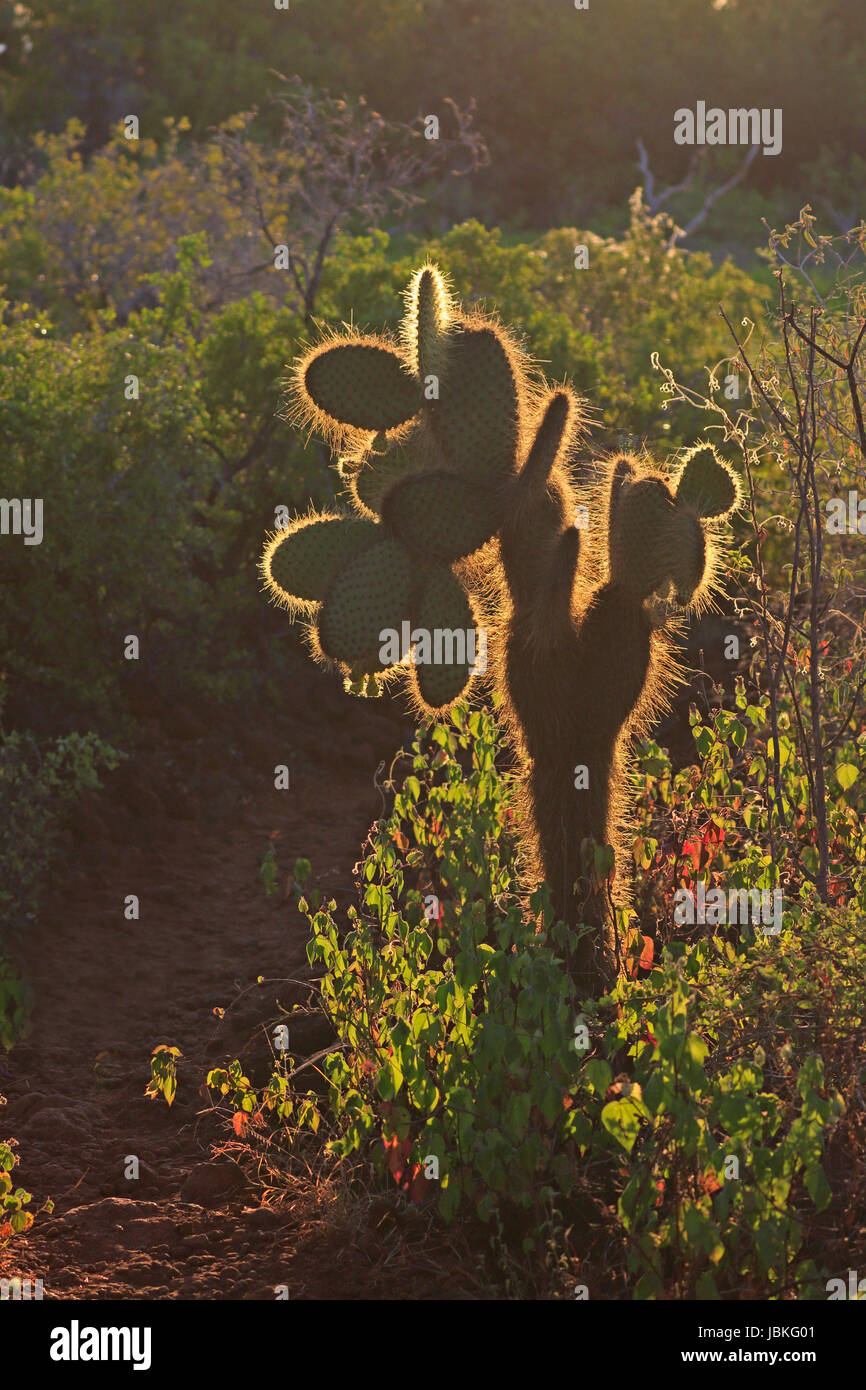 Cactus géant figue de barbarie Banque de photographies et d’images à ...