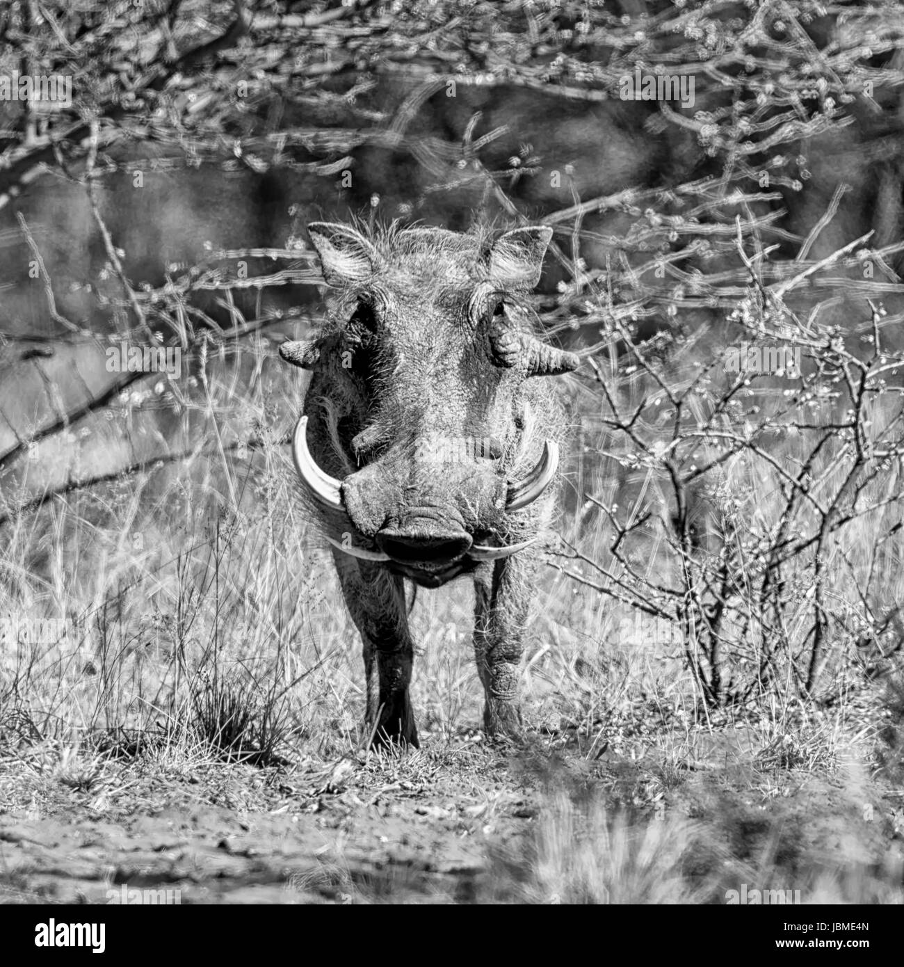 Phacochère dans le sud de la savane africaine Photo Stock - Alamy