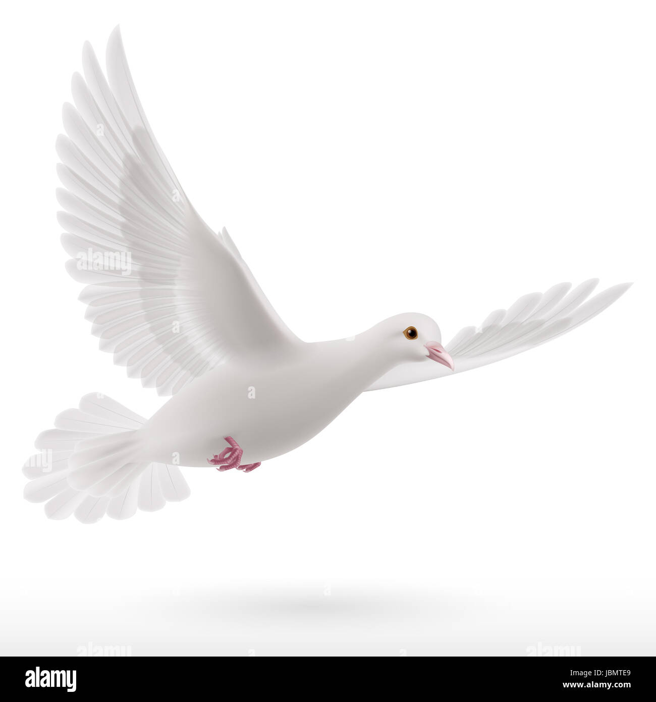 Colombe blanche volant sur fond blanc. Symbole de paix Photo Stock - Alamy