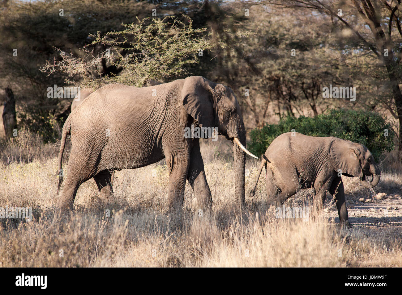 Éléphant dans la savane de l'Afrique Photo Stock - Alamy