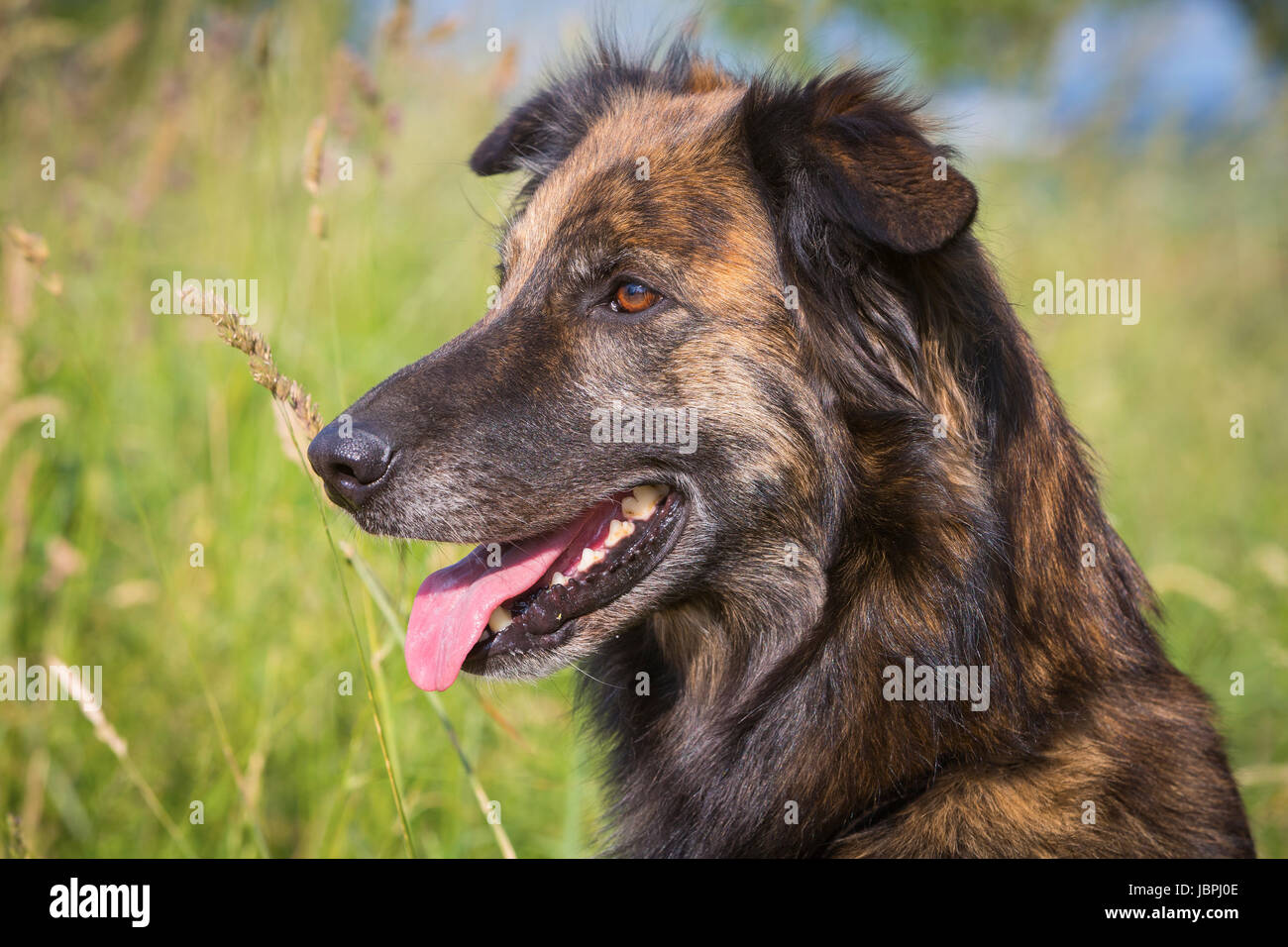 Belgischer schaferhund Banque de photographies et d’images à haute ...