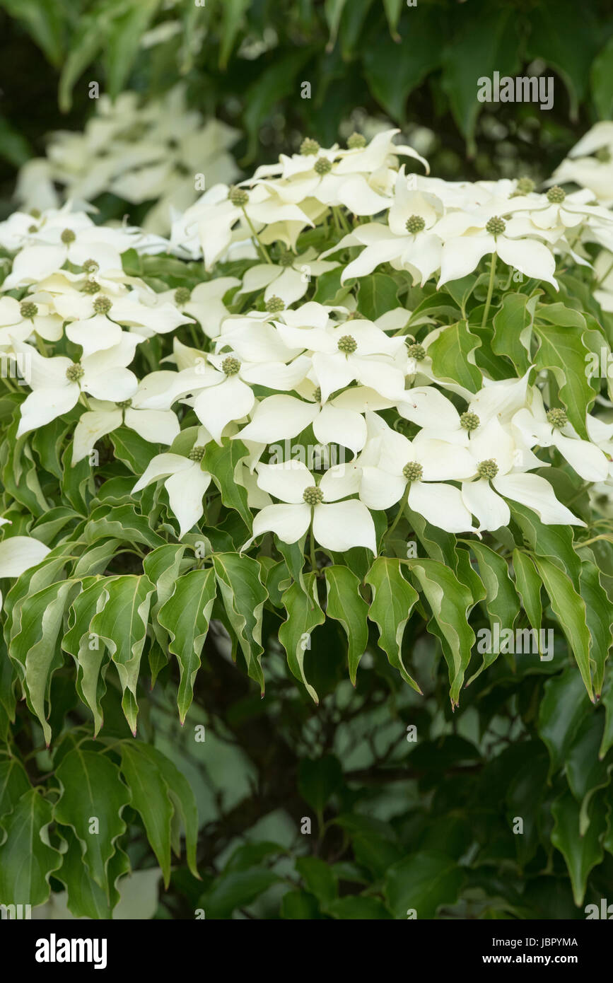 Cornus kousa john slocock Banque de photographies et d’images à haute ...