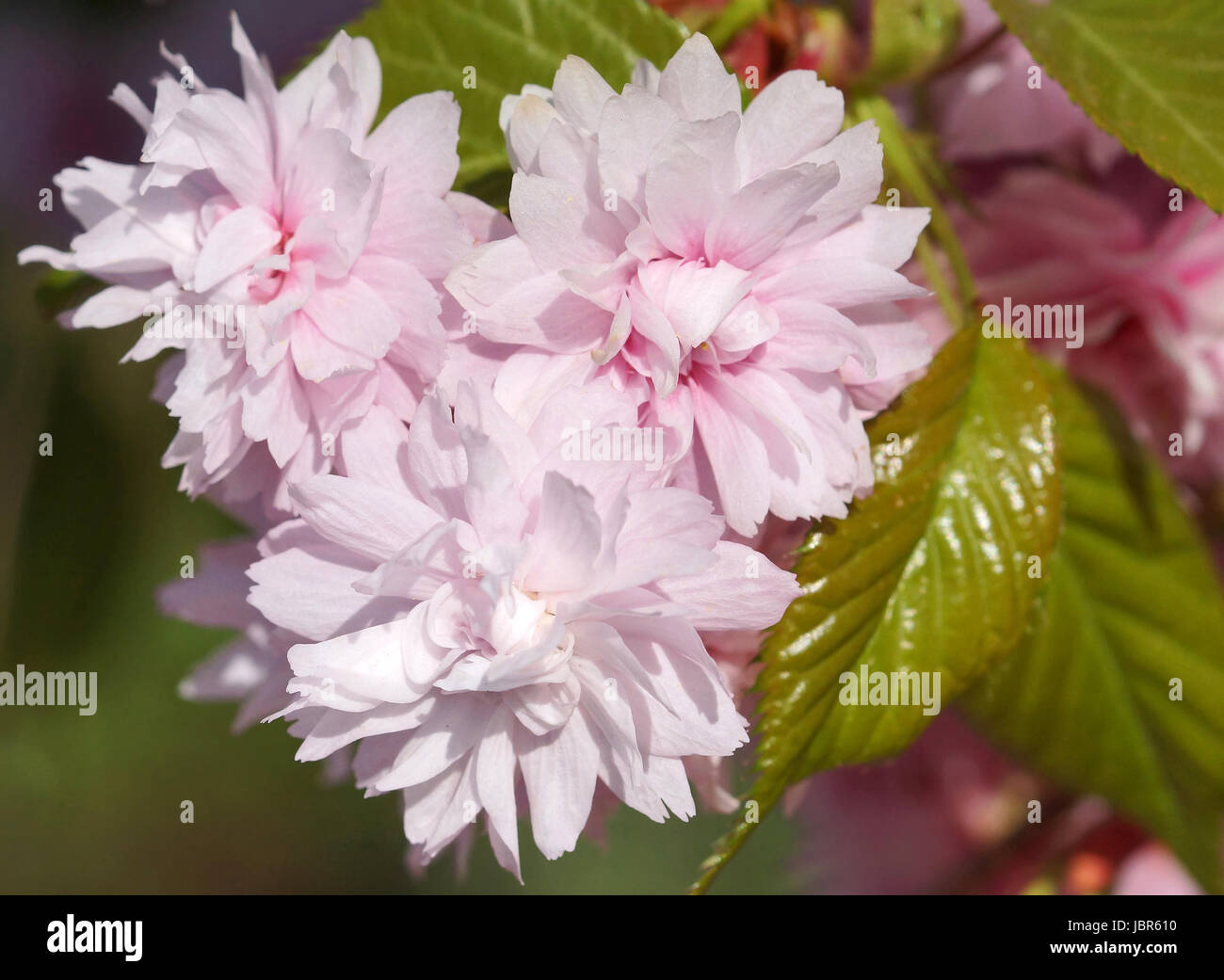 Cherry Hill, Kiku-shidare-zakura, Prunus serrulata Photo Stock - Alamy