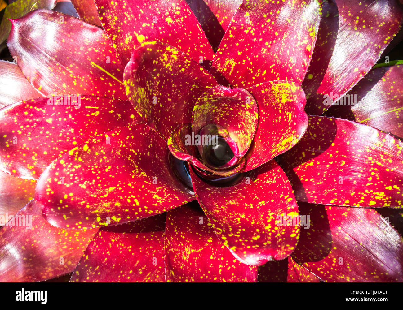 Neoregelia spectabilis Banque de photographies et d’images à haute ...