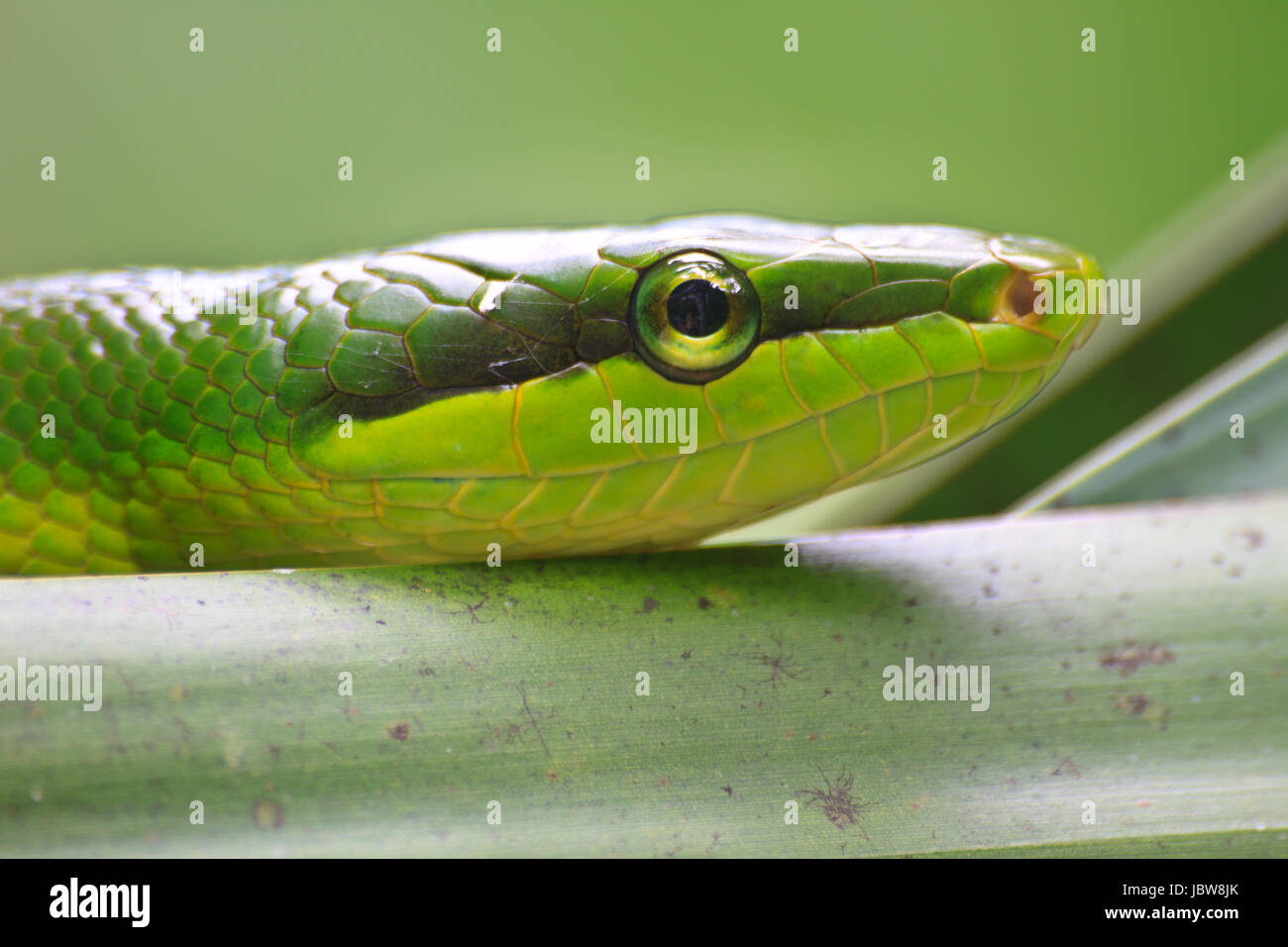 Cerf rouge Couleuvre obscure Couleuvre verte (Gonyosoma oxycephala ...