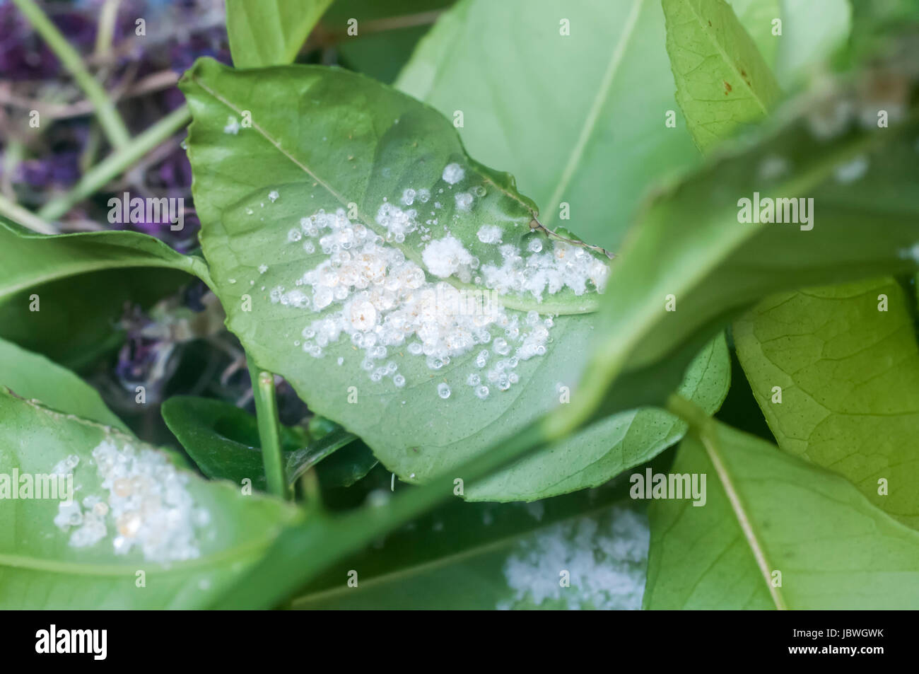 Les cochenilles sur une feuille. Grappe de cochenilles (Pseudococcidae ...