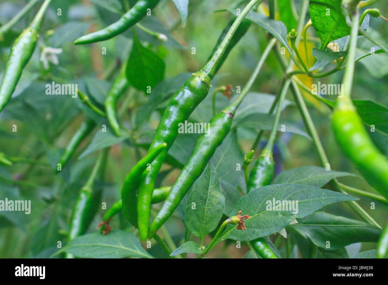 Champ de piment thailand Banque de photographies et d’images à haute ...