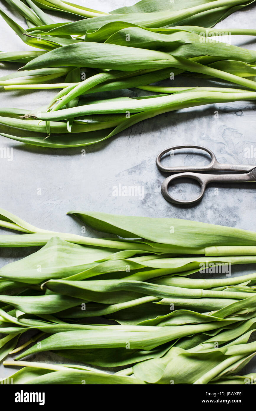 Fleur coupée Banque de photographies et d’images à haute résolution - Alamy