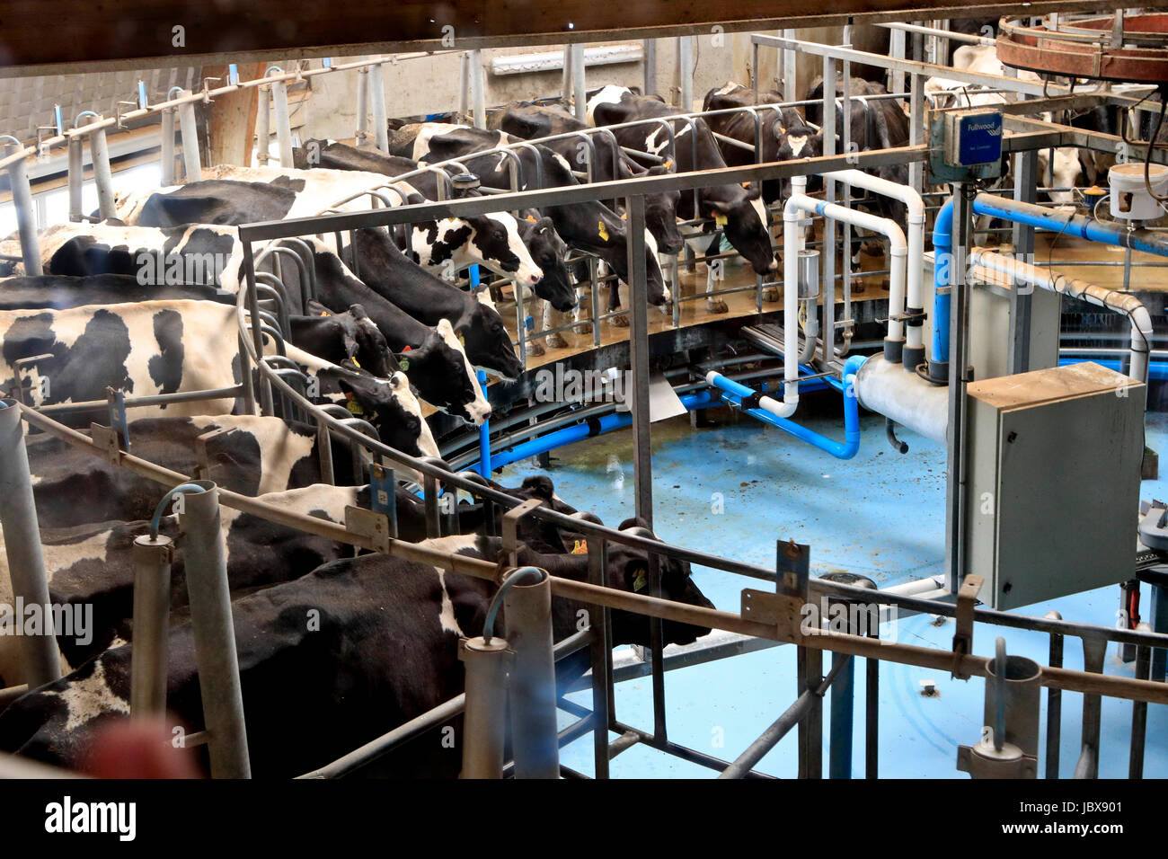 Production De Lait Bovin Banque d'image et photos - Alamy