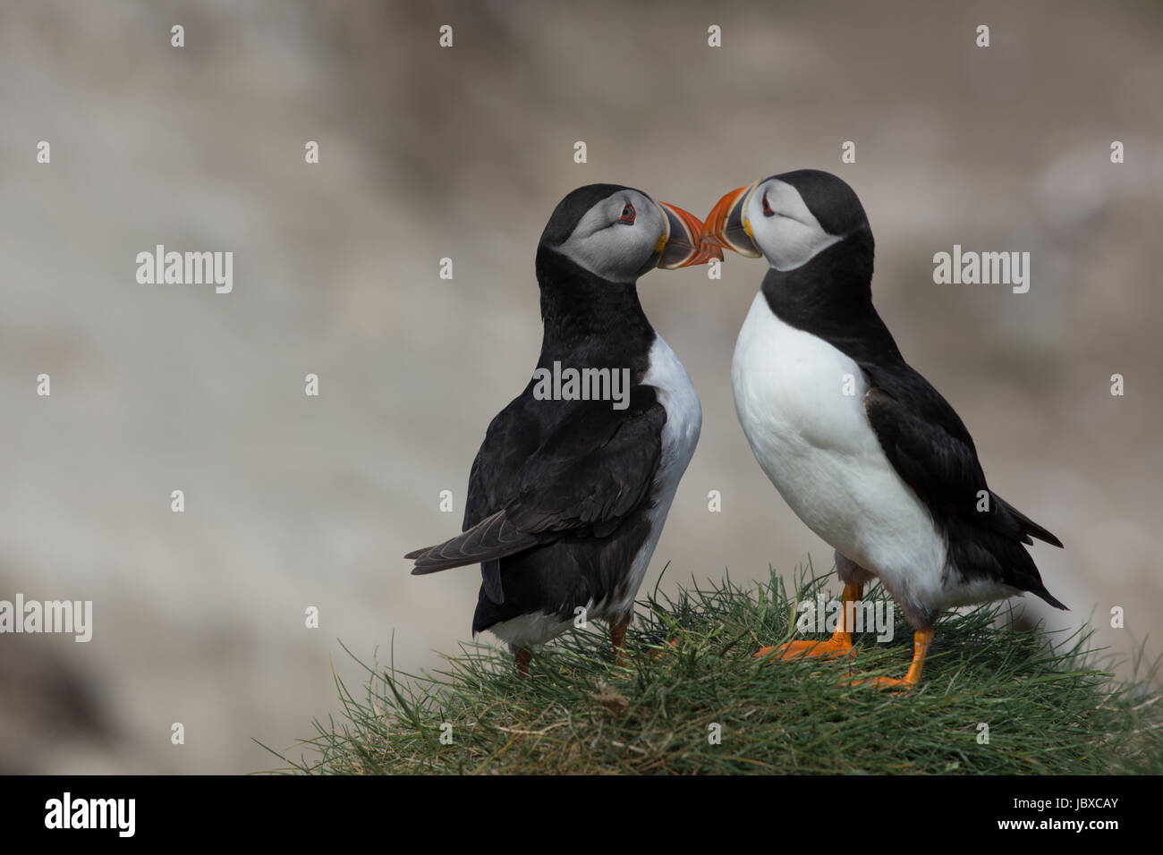 Couple de macareux moine Banque de photographies et d’images à haute ...