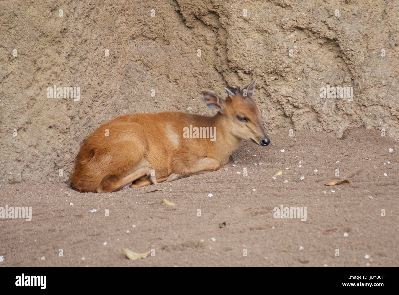 Cephalophus rufilatus Banque de photographies et d’images à haute ...