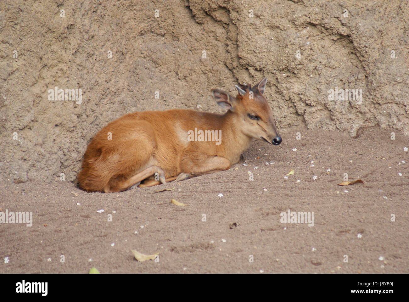 Cephalophus rufilatus Banque de photographies et d’images à haute ...