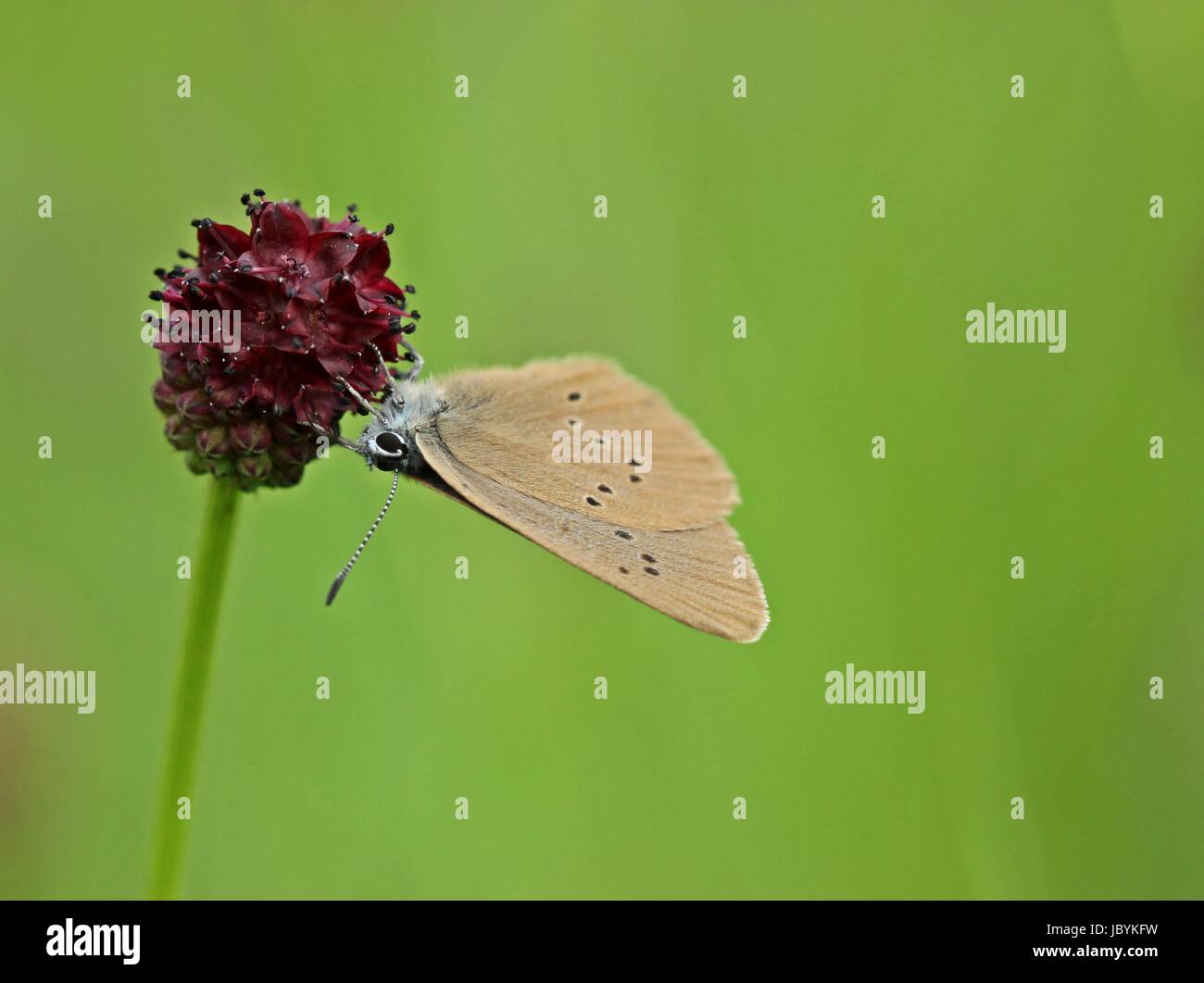 Phengaris nausithous Banque de photographies et d’images à haute ...