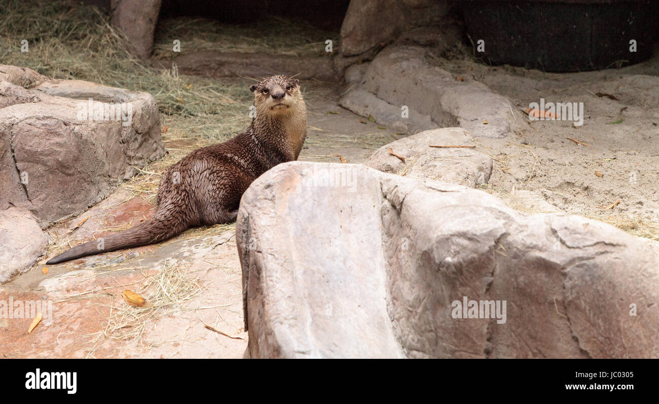 African clawless otter aonyx capensis Banque de photographies et d ...