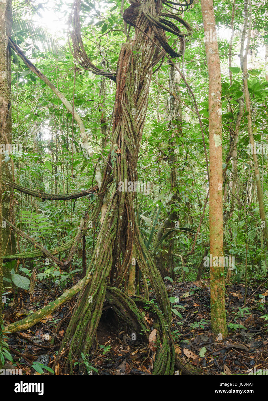 Une masse de lianes nouées suspendu à la canopée de la forêt tropicale ...