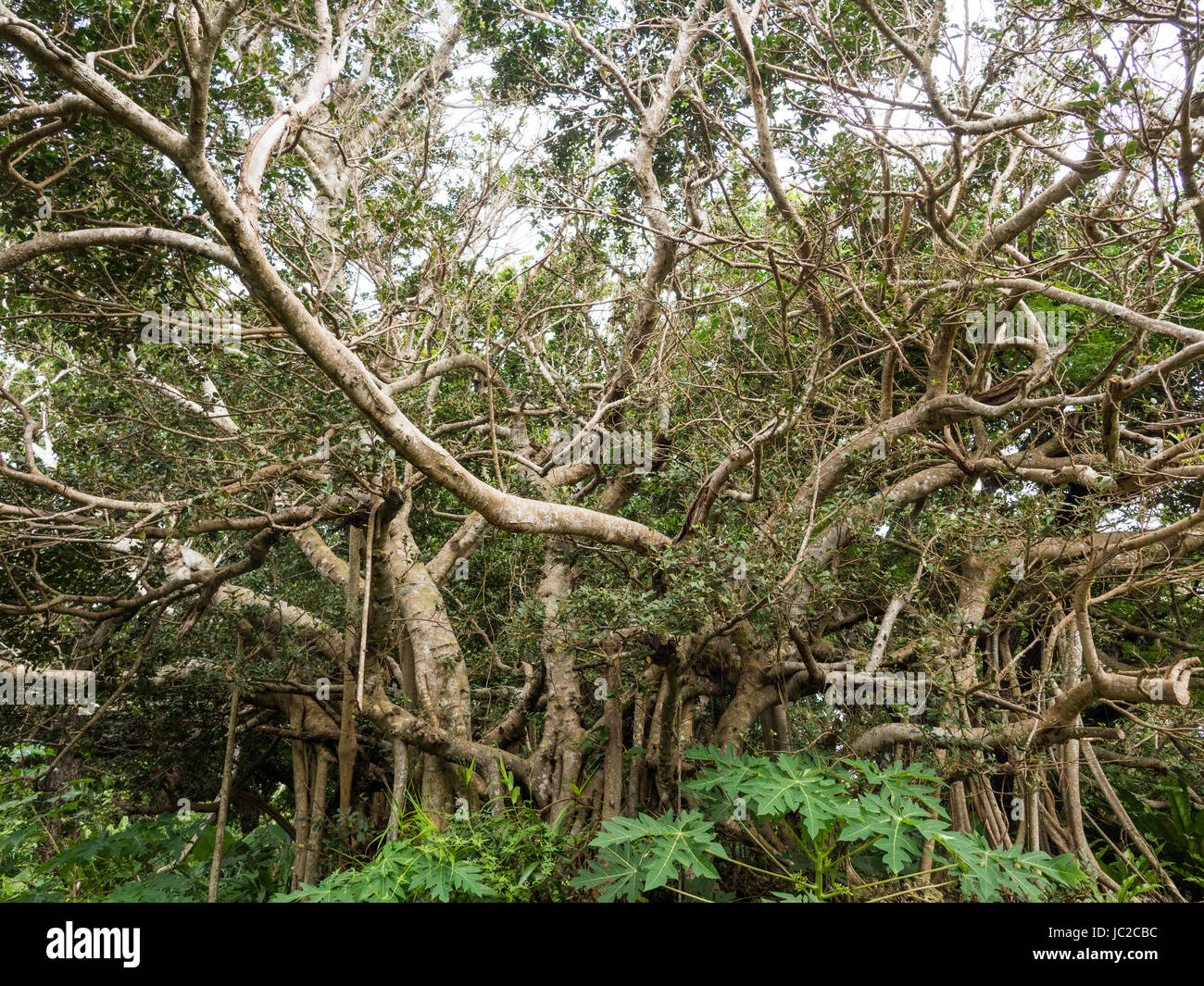 Ficus retusa Banque de photographies et d’images à haute résolution - Alamy