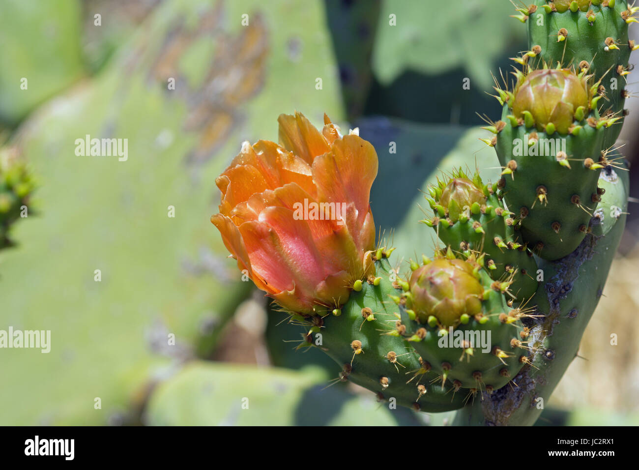 Manger mange manger fleur de cactus Banque d'image et photos - Alamy