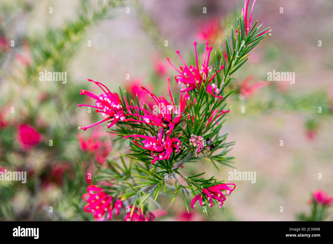 Fleur de pin Banque de photographies et d’images à haute résolution - Alamy