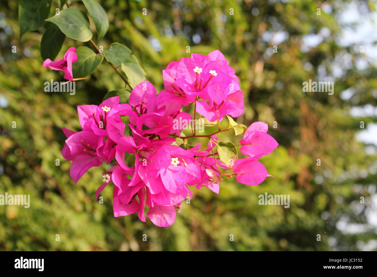 Fleurs magnifiques Banque de photographies et d’images à haute ...