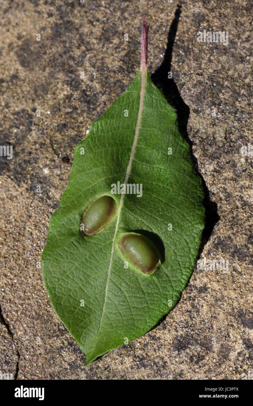 Feuille de saule Banque de photographies et d’images à haute résolution ...