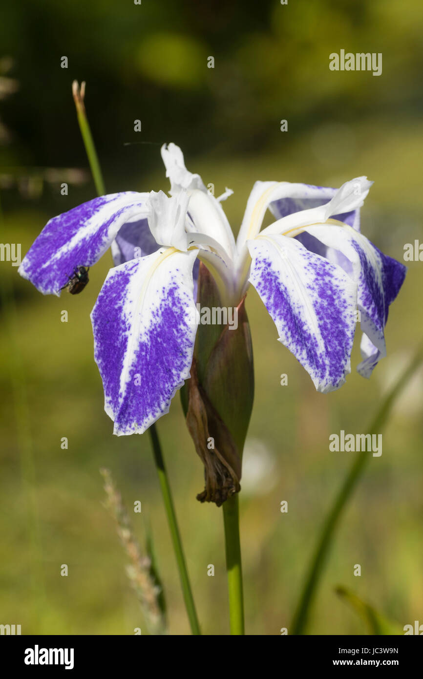 Iris laevigata colchesterensis Banque de photographies et d’images à ...