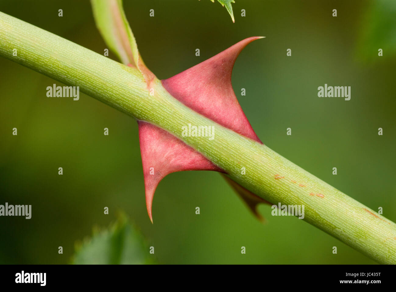 épines de roses Banque de photographies et d’images à haute résolution ...